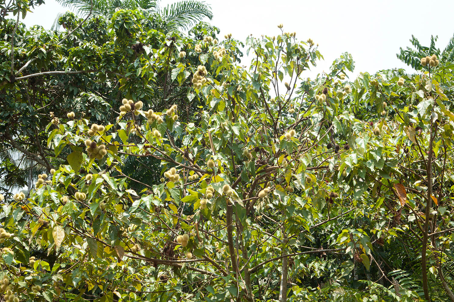 Achiote | Color Amazonia