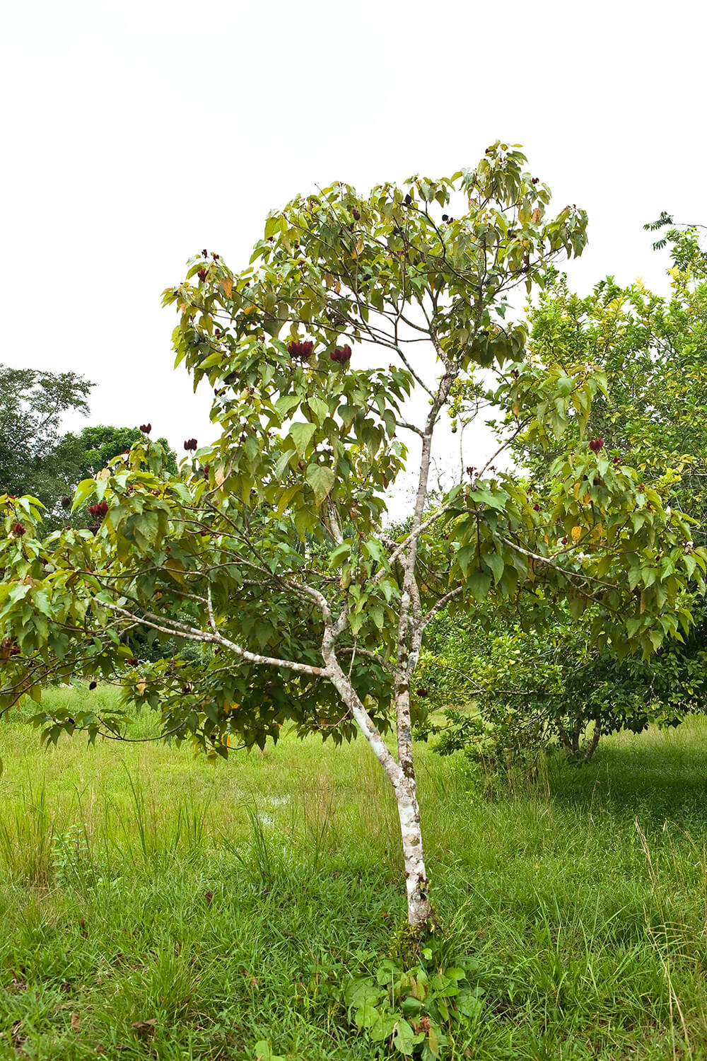 Achiote | Color Amazonia
