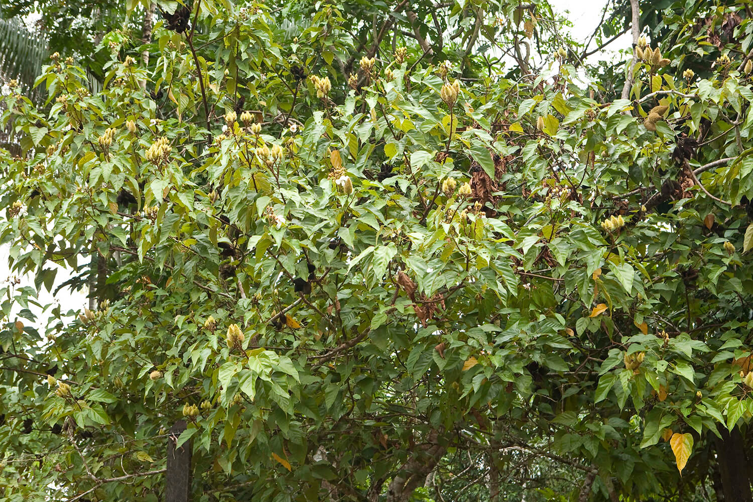 Achiote | Color Amazonia