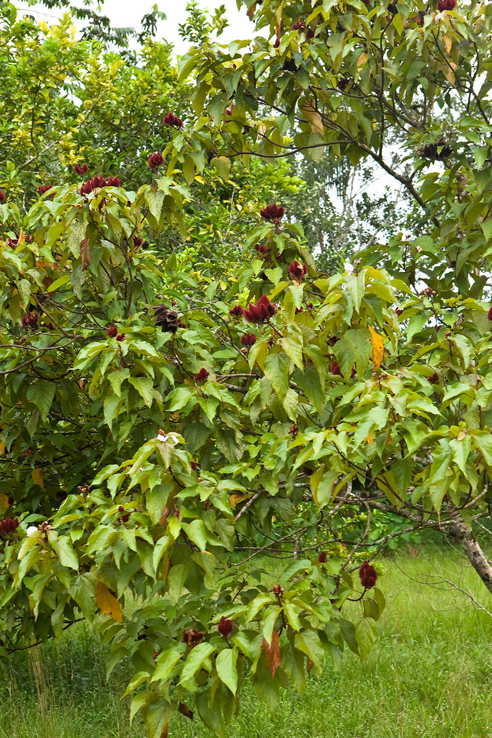 Achiote | Color Amazonia