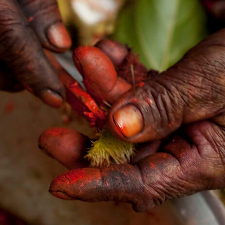 Achiote | Color Amazonia