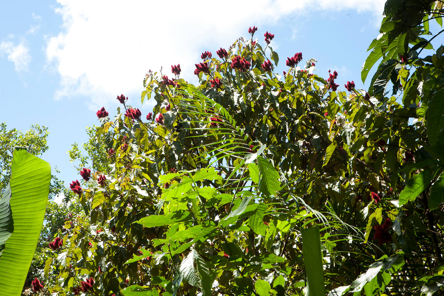 Achiote | Color Amazonia