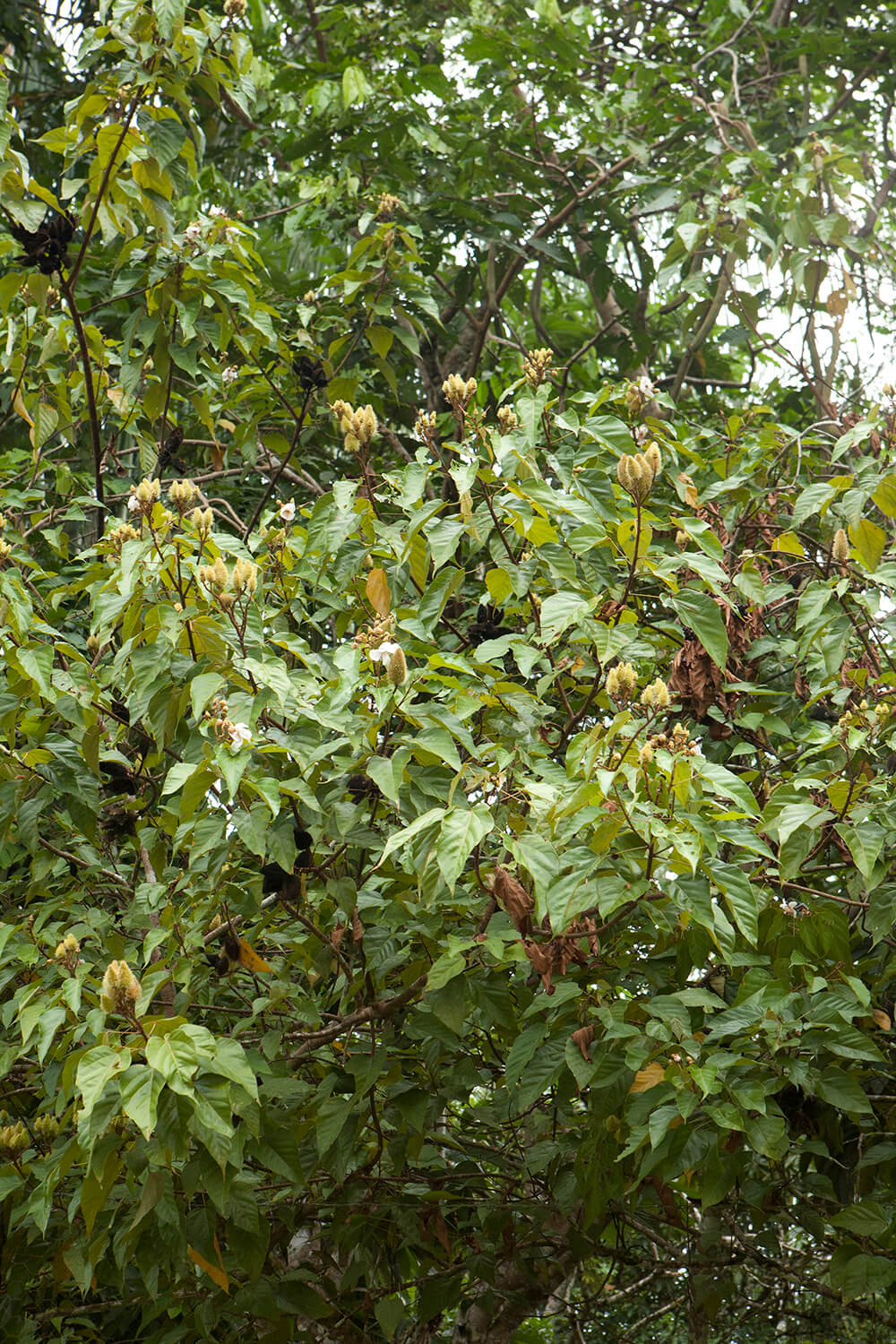 Achiote | Color Amazonia