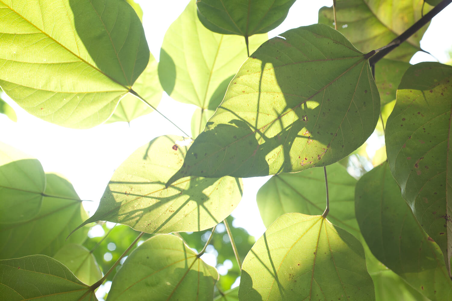 Achiote | Color Amazonia