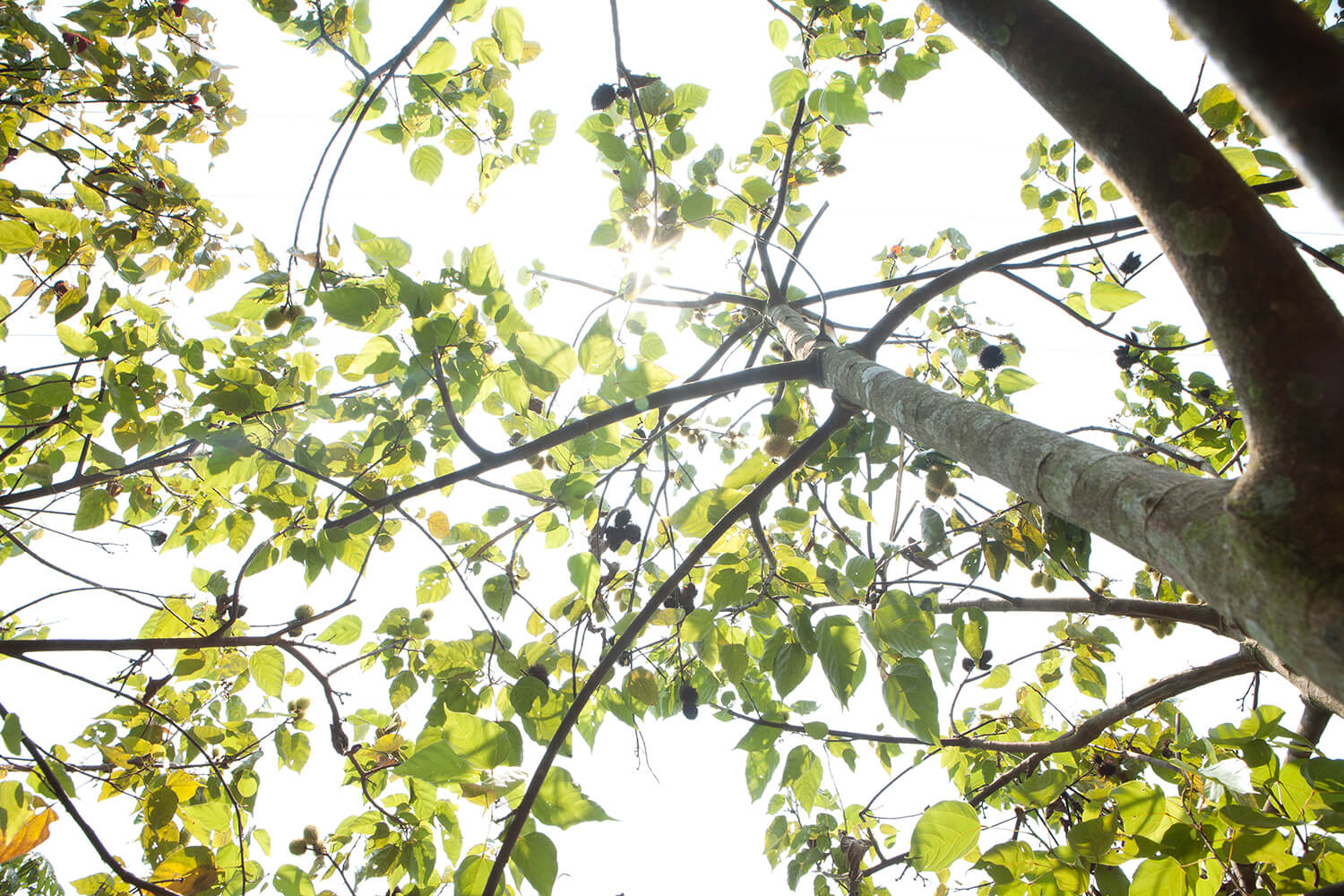 Achiote | Color Amazonia