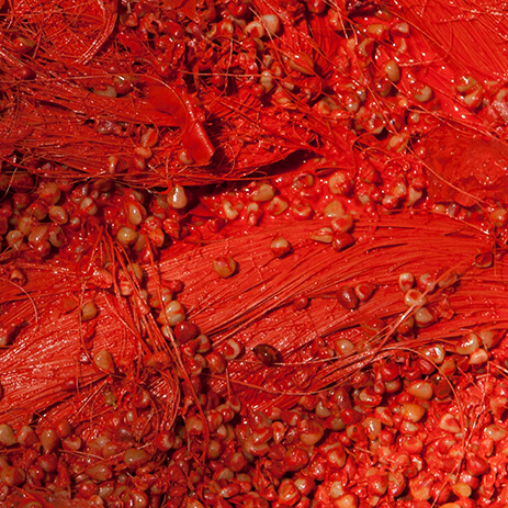 Achiote | Color Amazonia