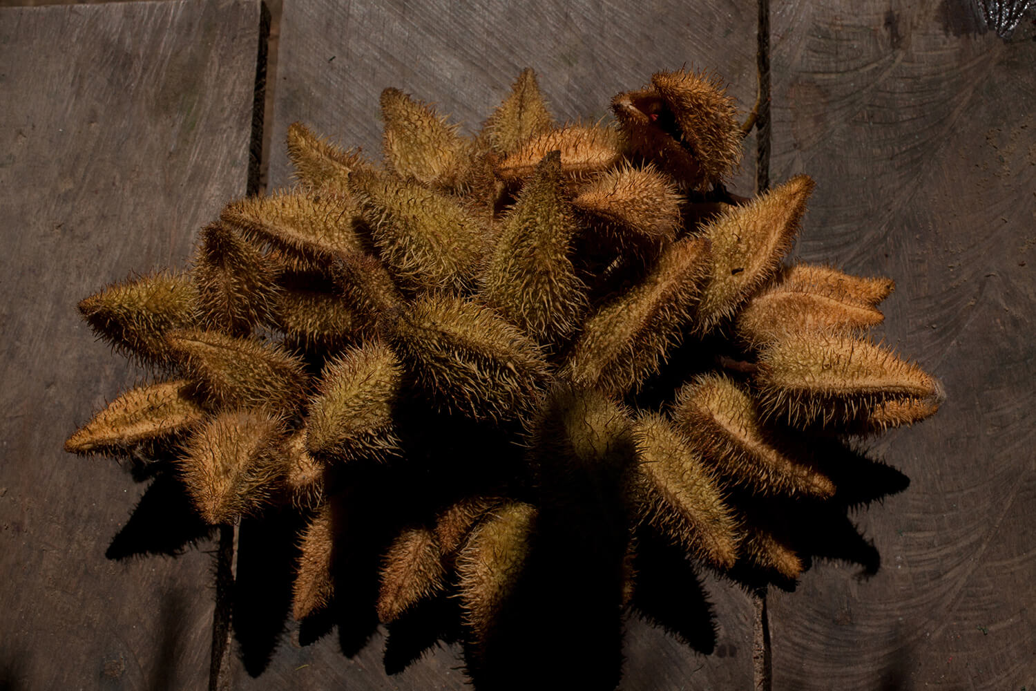 Achiote | Color Amazonia