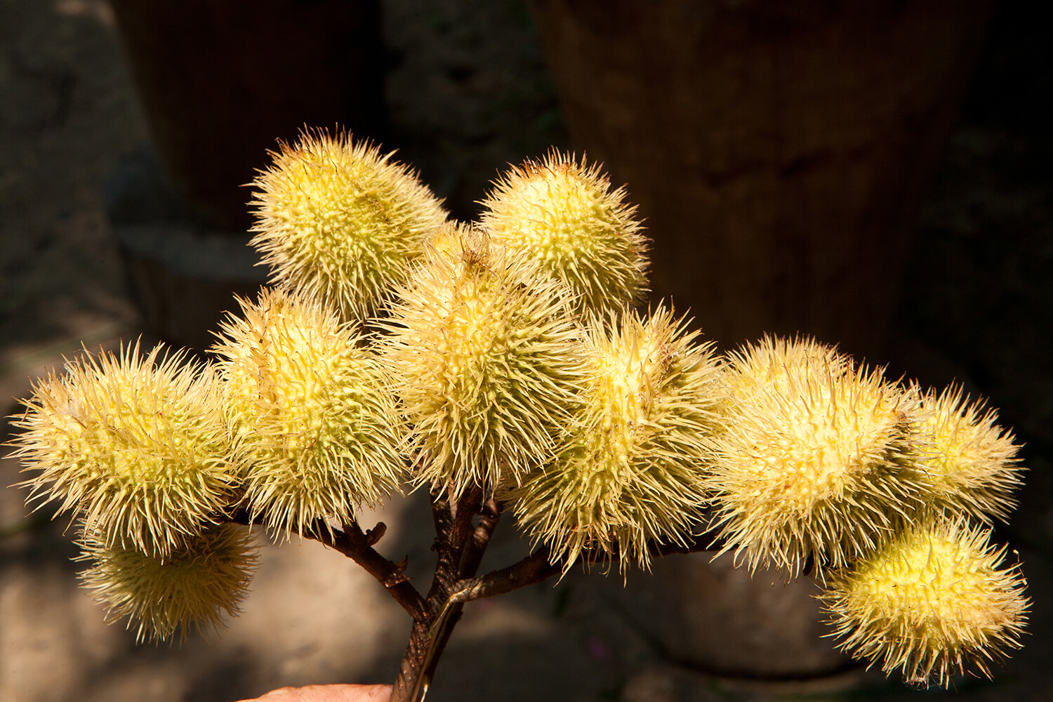 Achiote | Color Amazonia