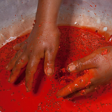 Achiote | Color Amazonia