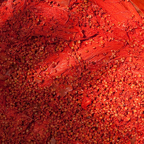 Achiote | Color Amazonia