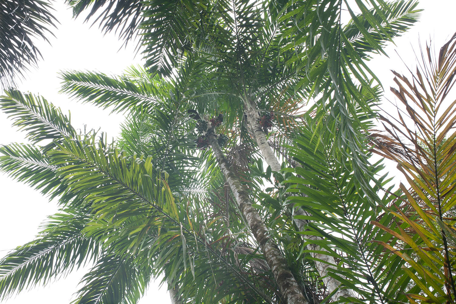 Chontaduro | Color Amazonia