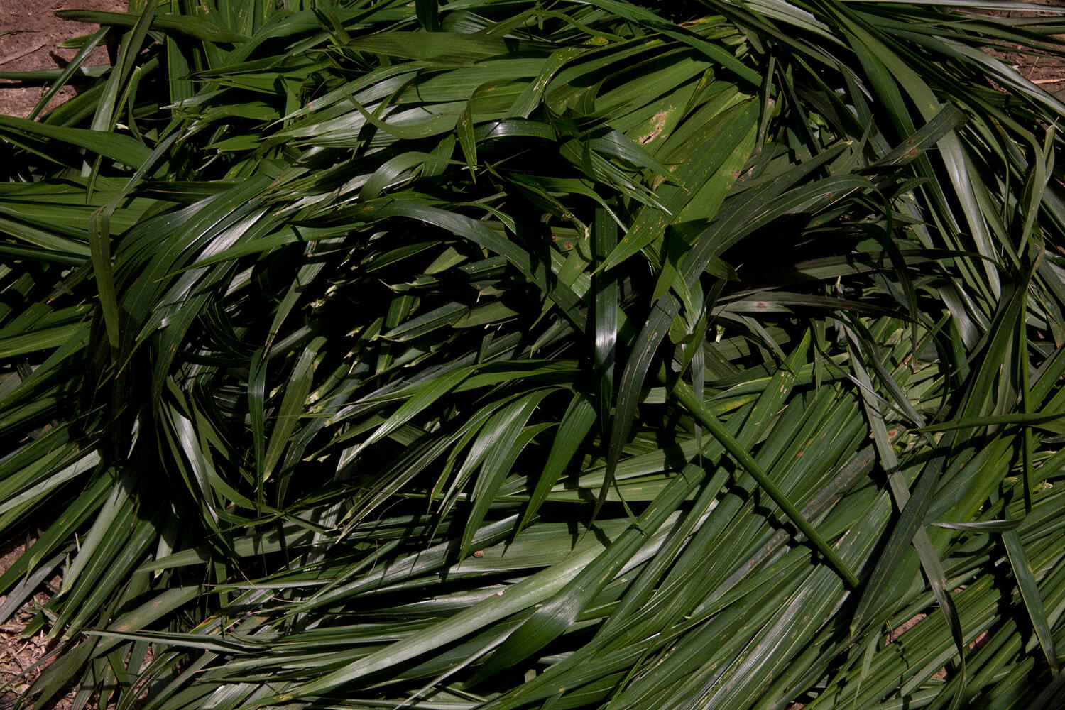 Chontaduro | Color Amazonia