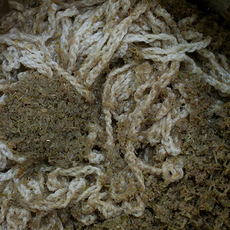 Huito | Color Amazonia