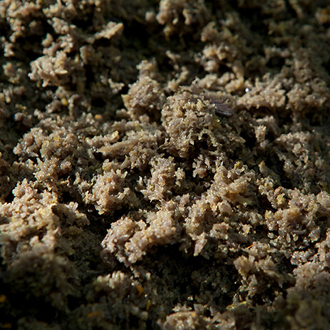 Huito | Color Amazonia