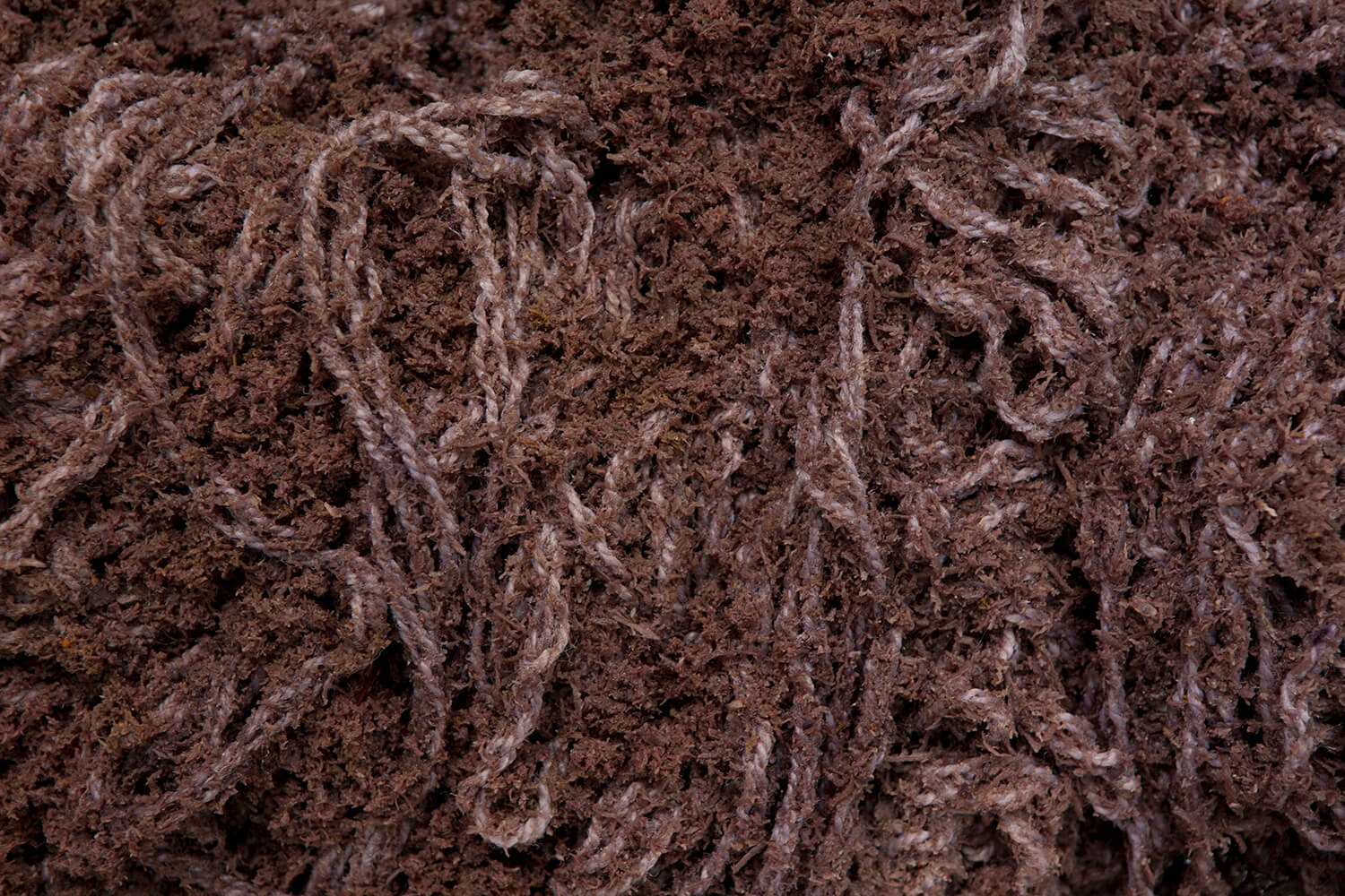 Huito | Color Amazonia