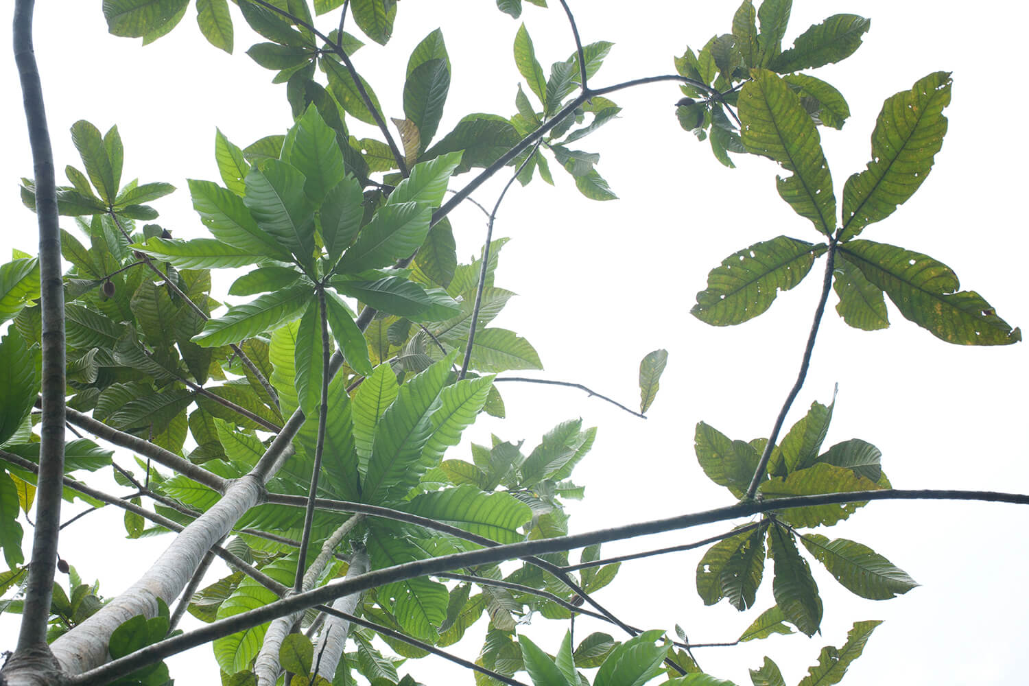 Huito | Color Amazonia