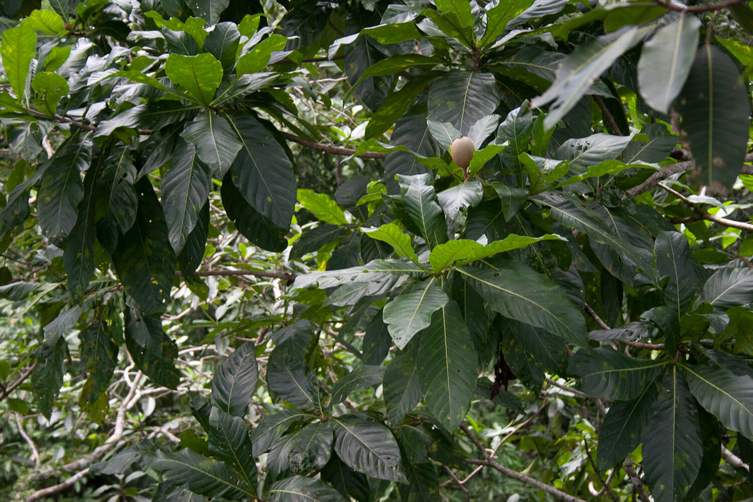 Huito | Color Amazonia