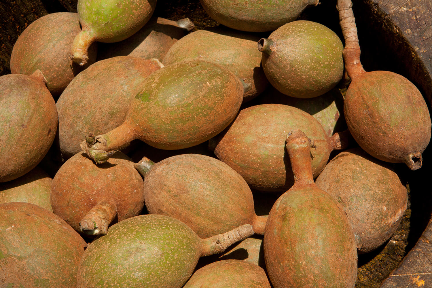 Huito | Color Amazonia