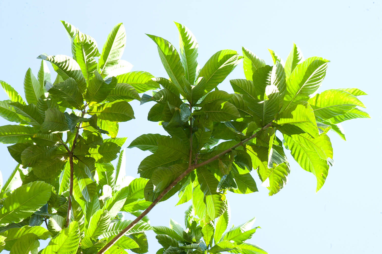 Huito | Color Amazonia