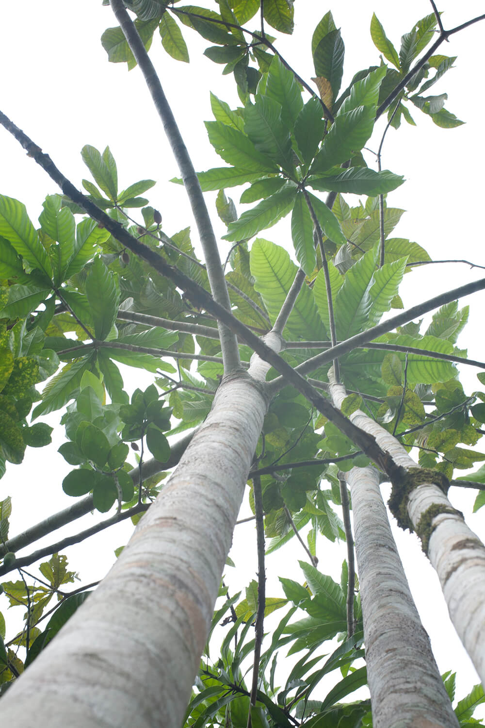 Huito | Color Amazonia