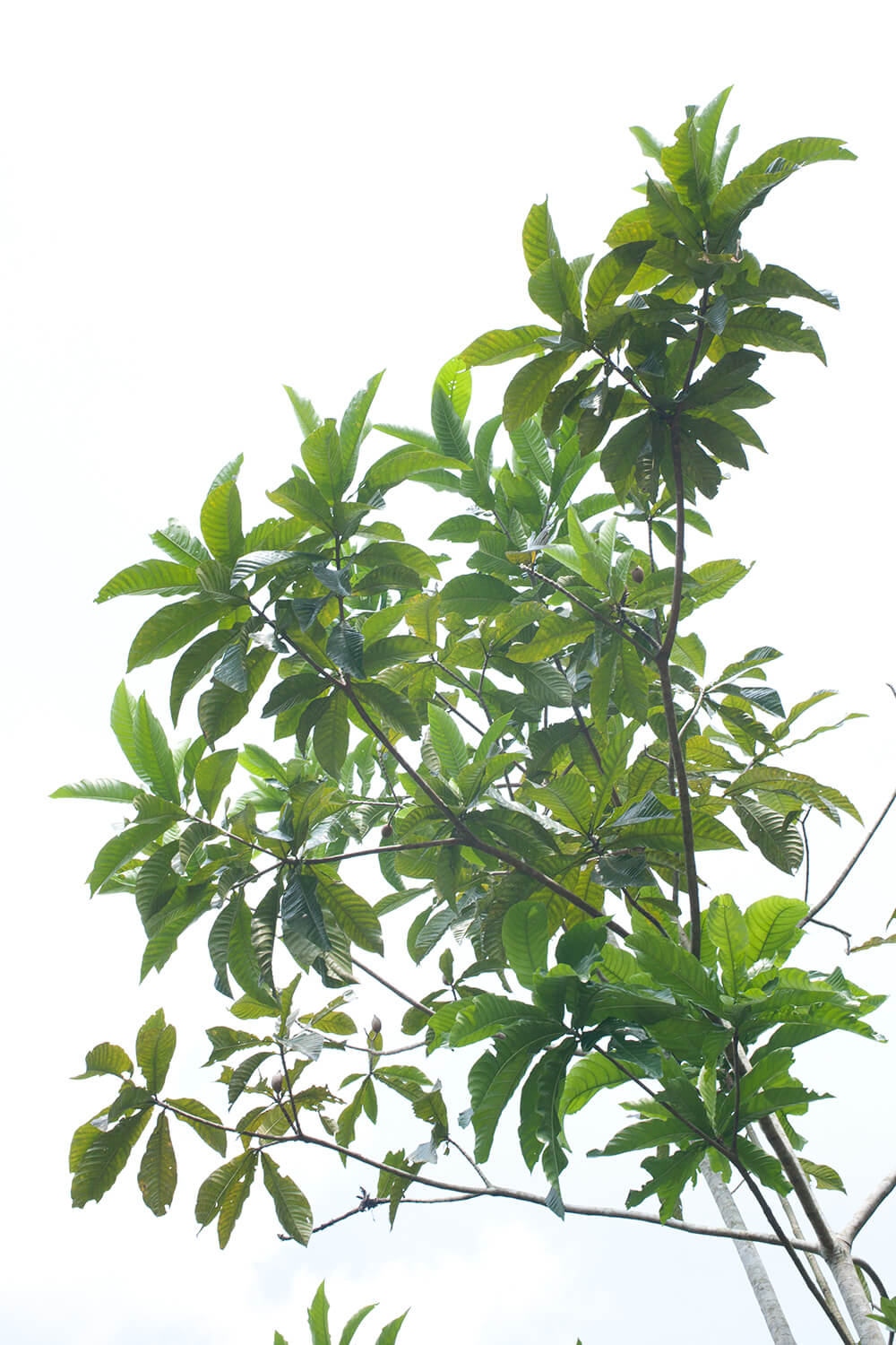 Huito | Color Amazonia