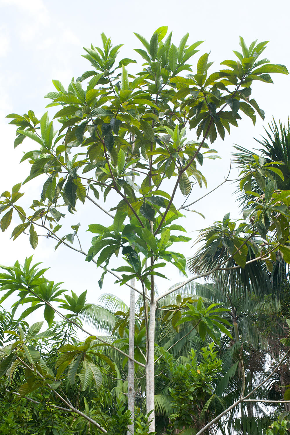 Huito | Color Amazonia