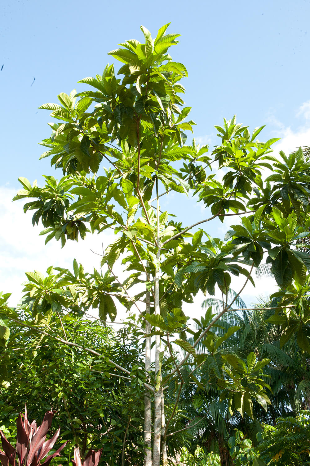 Huito | Color Amazonia