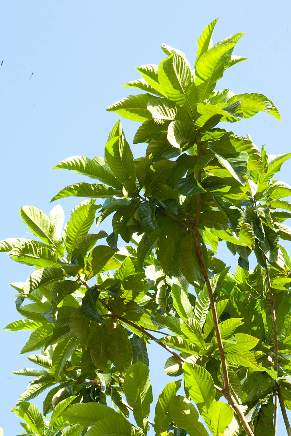 Huito | Color Amazonia